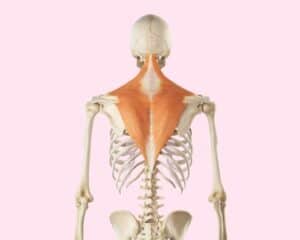 16 Easiest and Hardest Muscles to Build (RANKED + Solutions)