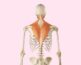 16 Easiest and Hardest Muscles to Build (RANKED + Solutions)
